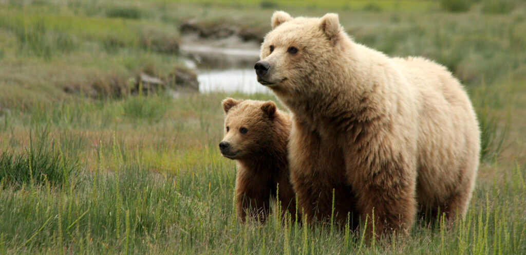 Bear Defense: Awareness, Avoidance, and Firepower – Cold Frontier ...